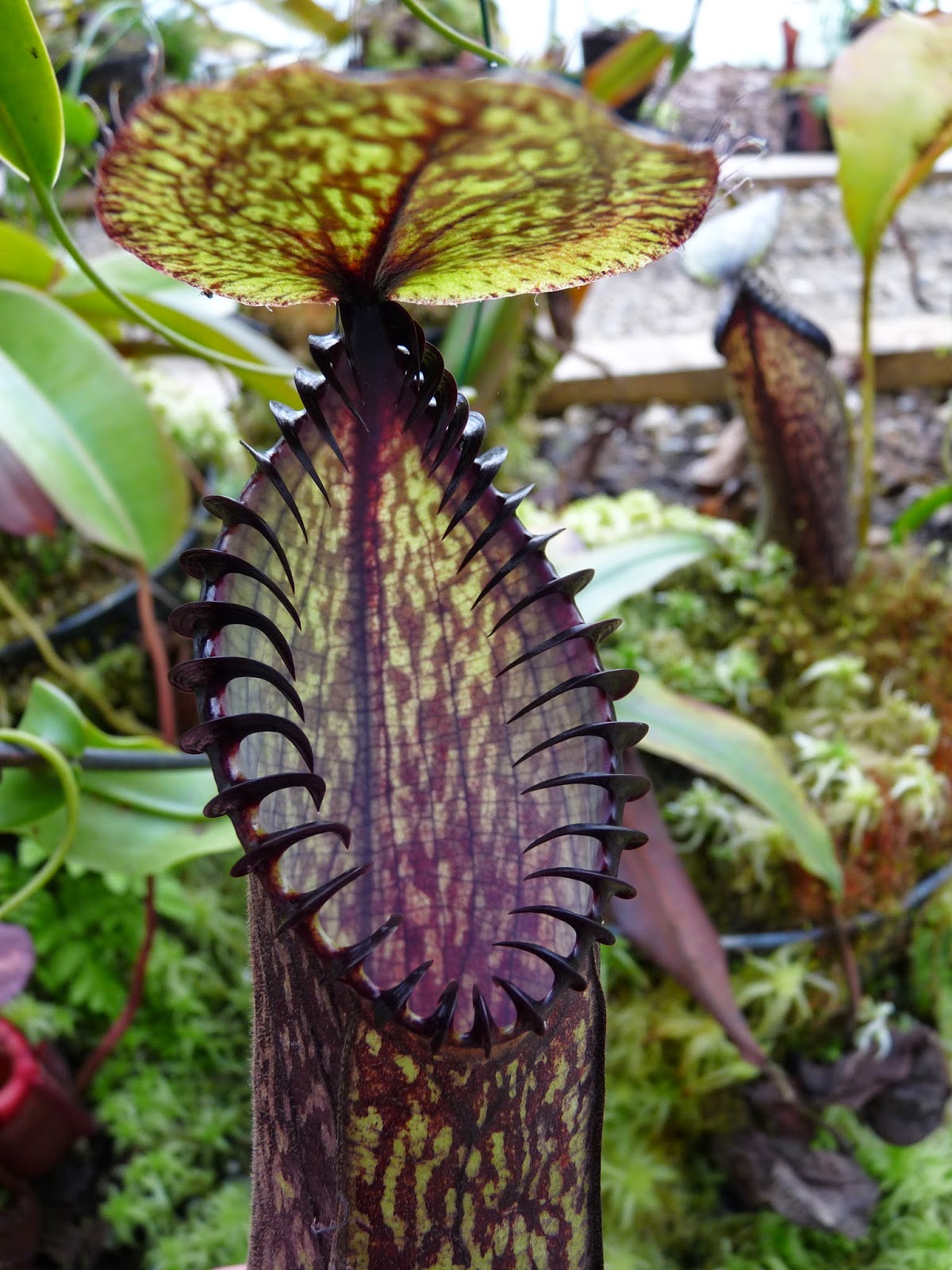 Nepenthes hamata photos