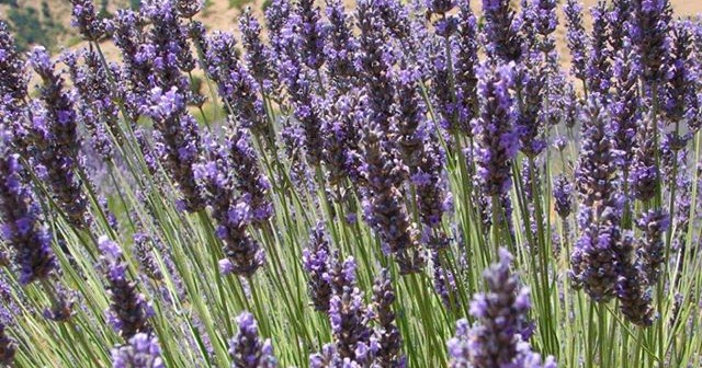 Le Ricette di Esmeralda e Rosa: Propriedades de la lavanda (proprietà ...