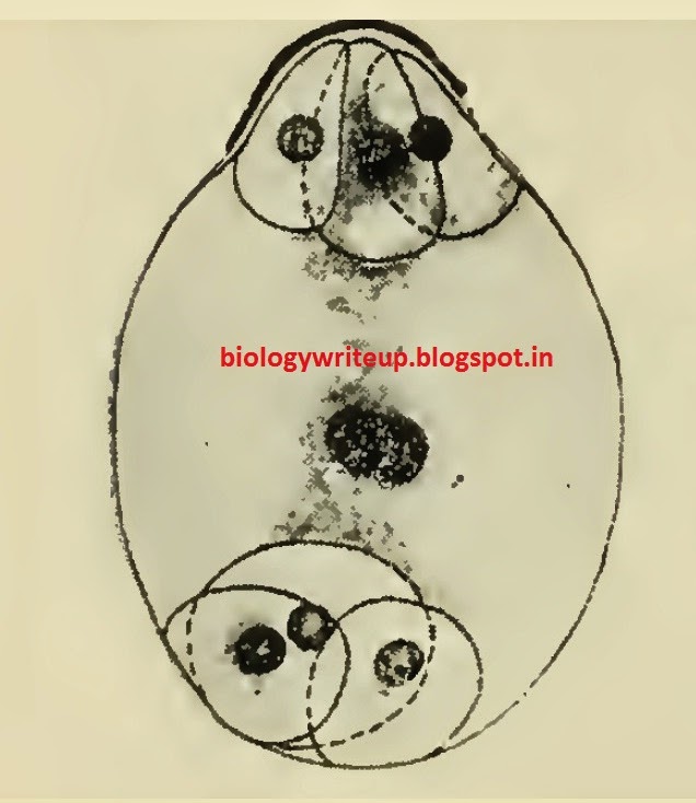 BIOLOGY WRITE-UP - BIOLOGY ARTICLES: Mystery of biology 10: Pollen ...