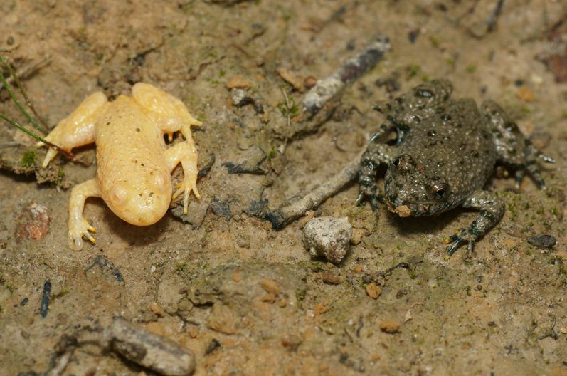 Incredible Photos of a 'Wax Statue' Toad! | Featured Creature