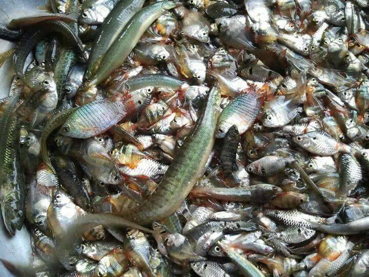 Popular Fishes In Odisha - Odia Khana Khazana | Odisha Recipes | Odisha ...