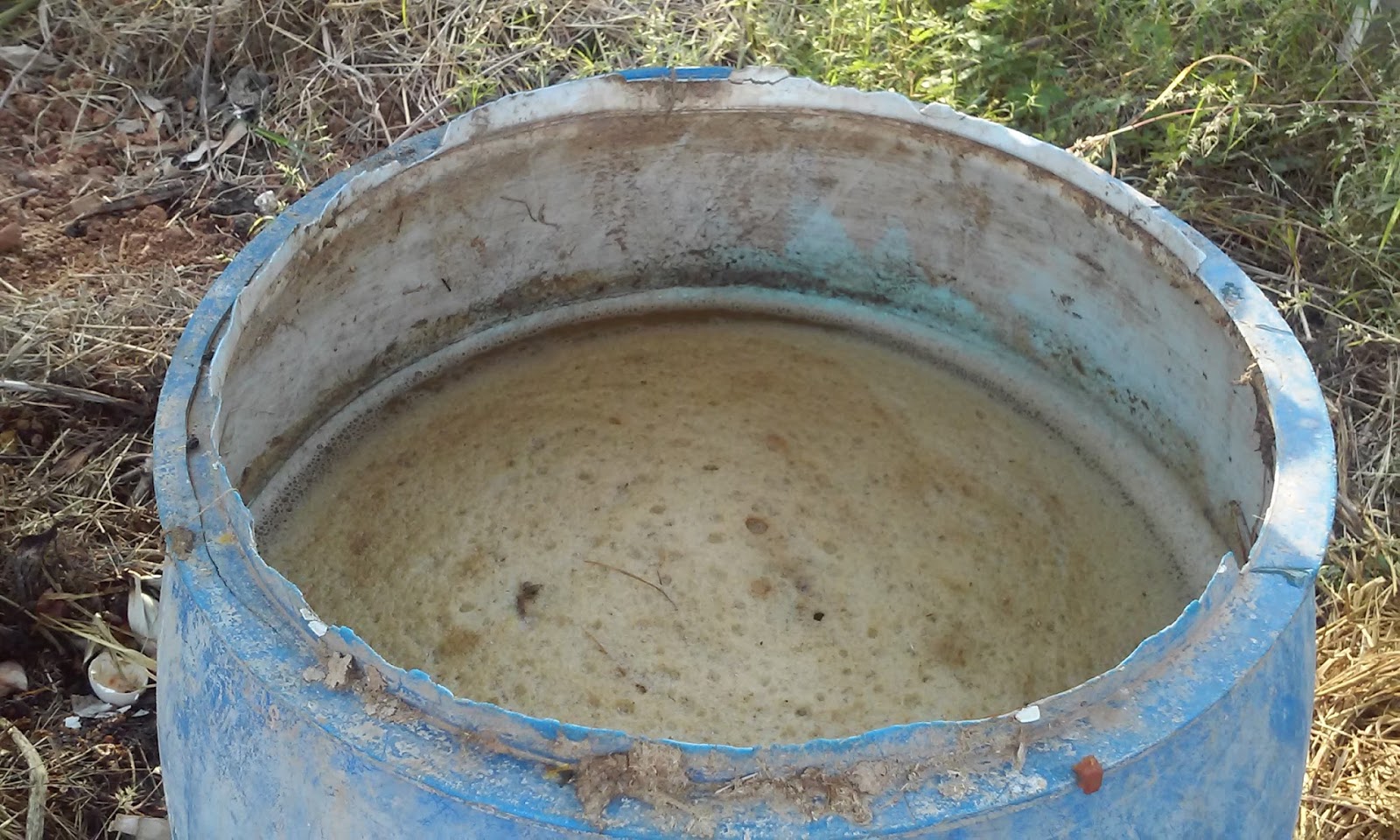 My Experiments With Farming: Evaluation of cowdung liquid manure and ...
