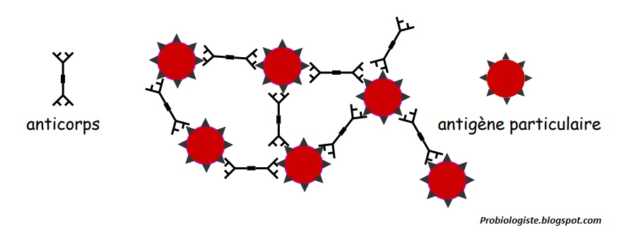 LA REACTION D’AGGLUTINATION ~ ProBiologiste