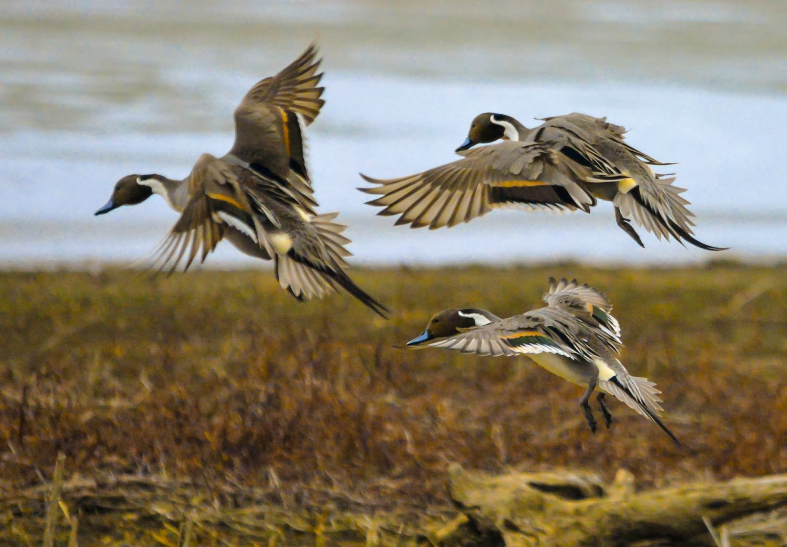 Nature's Realm Wildlife Photography: Northern Pintail Ducks