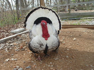 World Bird Sanctuary: Goodbye, A Special Turkey Named Fred