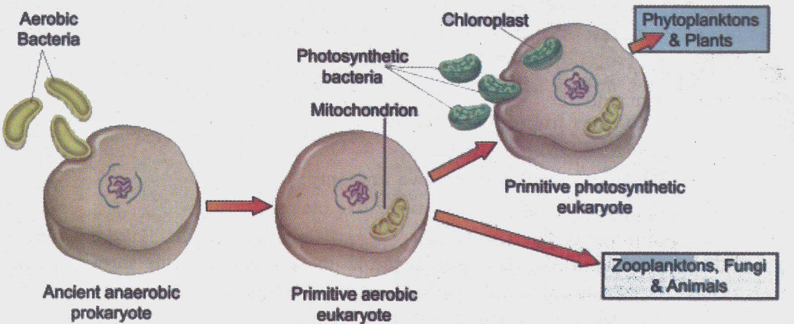 Biological evolution | BIO PLANET GEO
