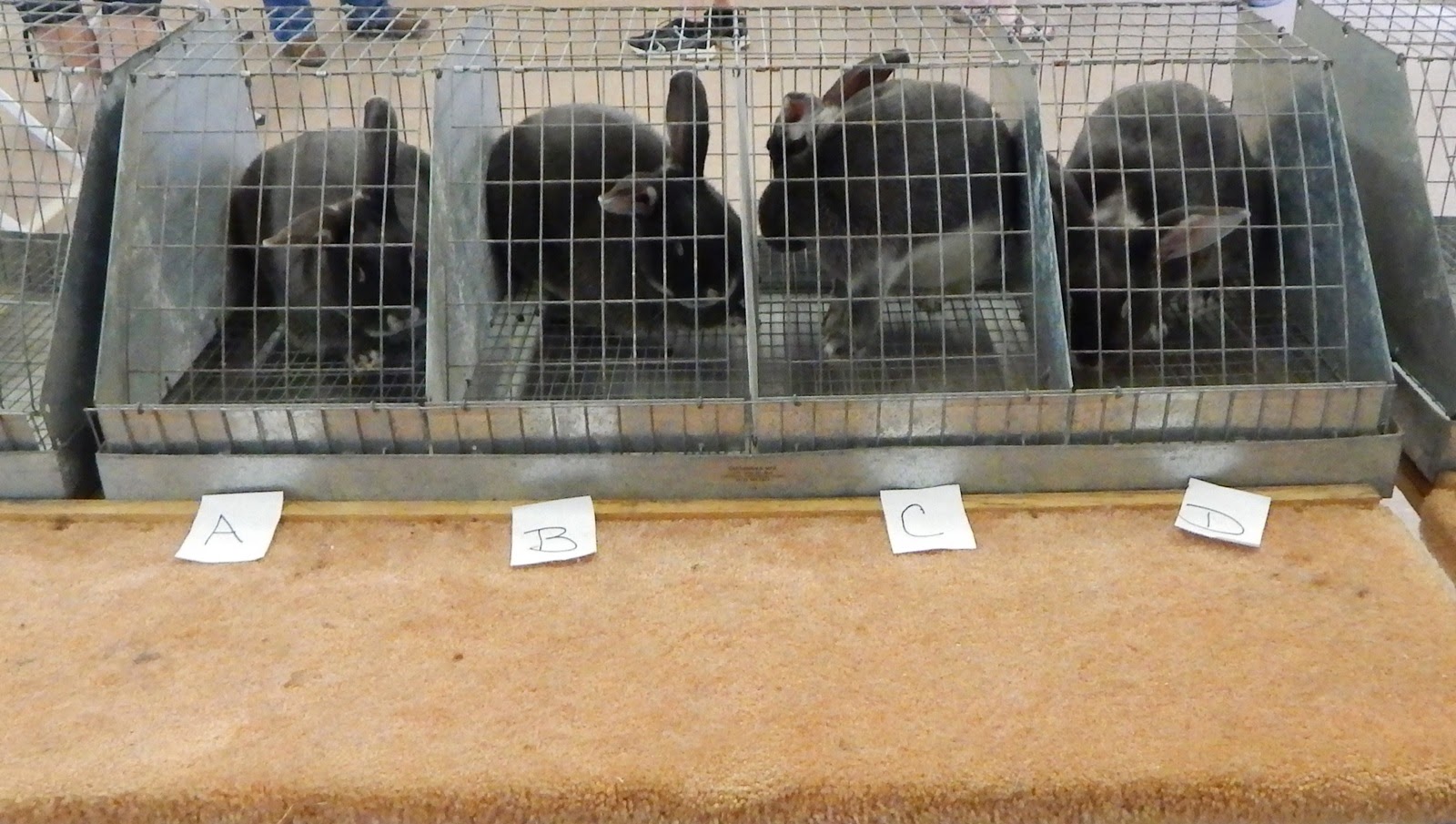 Welcome To The Rabbit Geek!