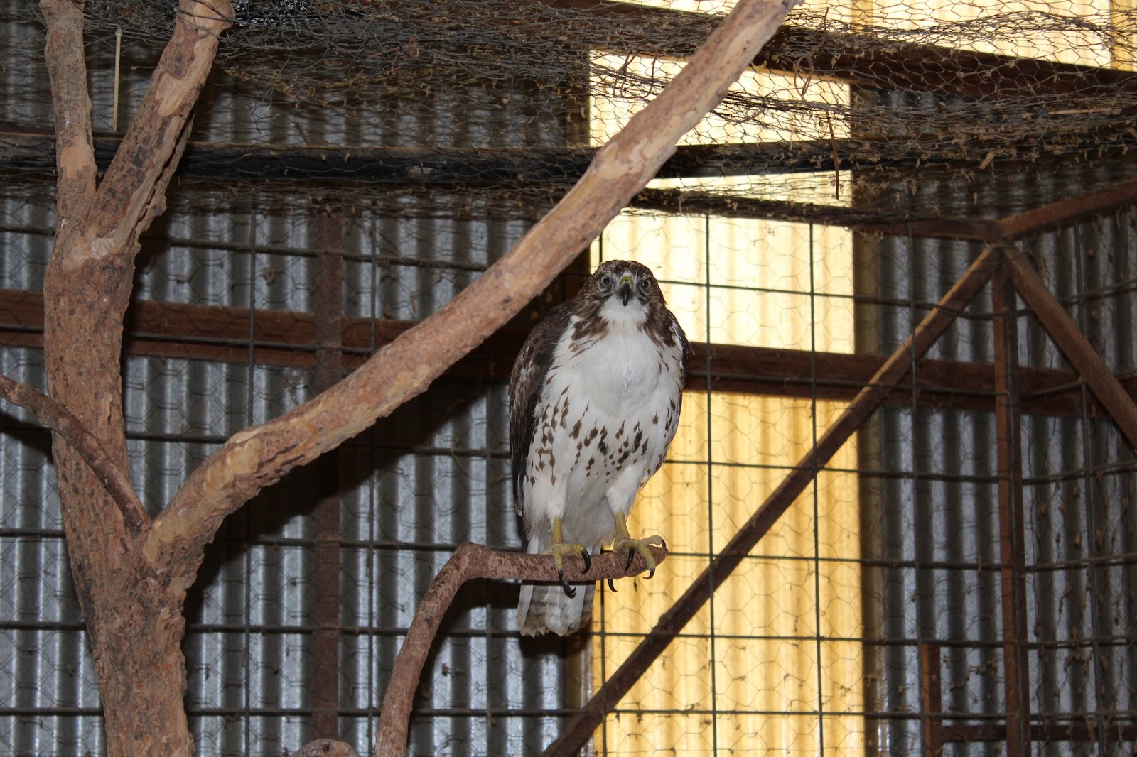 KXMX - Local News: Rescued Eagle Needs a Flight Cage