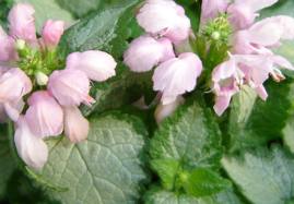Il giardino delle Naiadi: LAMIUM VARIEGATUM, SE L'OMBRA E' TROPPA