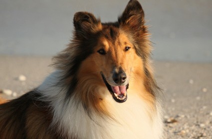 pasiuni 011: ianuarie 2012