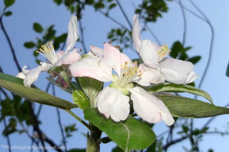 Apple Blossom | Nature, Cultural, and Travel Photography Blog