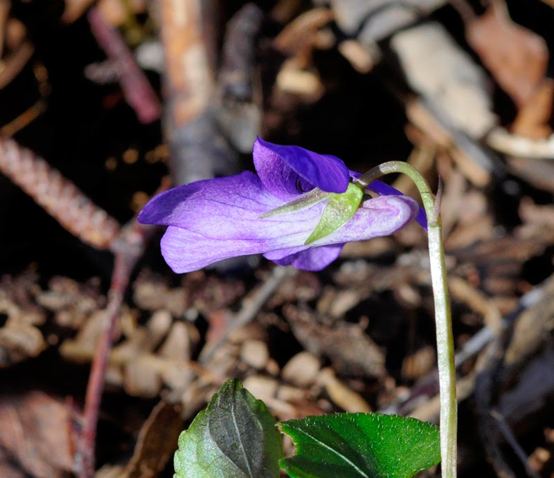 Paseos por la naturaleza: Viola riviniana Violeta silvestre