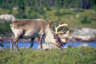 Conservation Biology: How is Newfoundland Doing??: Newfoundland's ...