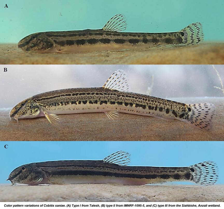 Species New to Science: [Ichthyology • 2017] Cobitis saniae • Taxonomic ...