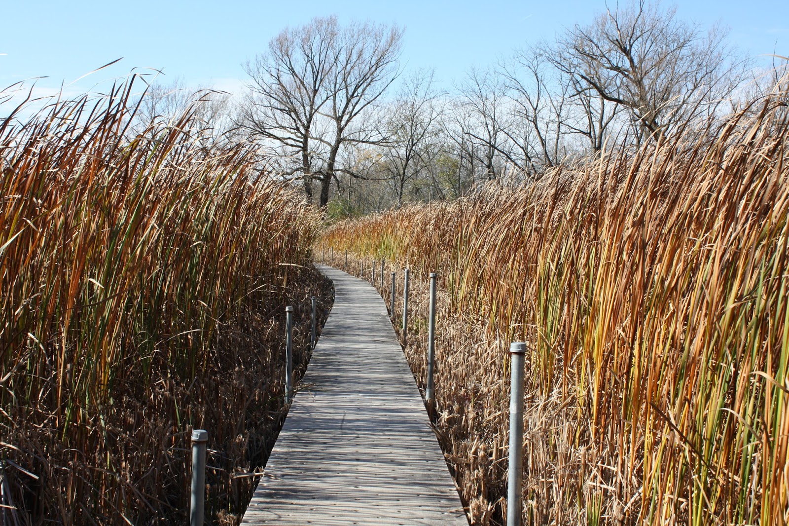 A Little Time and a Keyboard: Volo Bog in the Fall