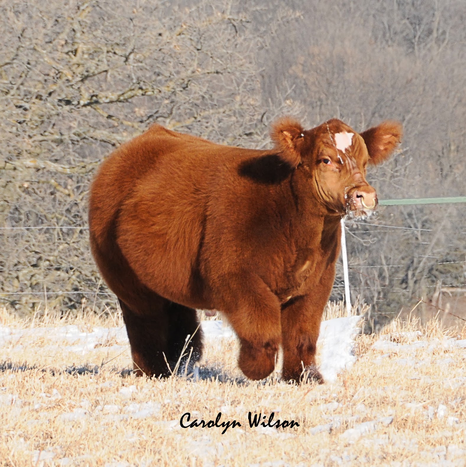 Trausch Farms: Rock Salt!! See him in Denver!!!