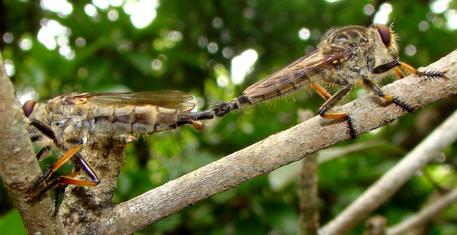 Insects of Kerala: April 2011