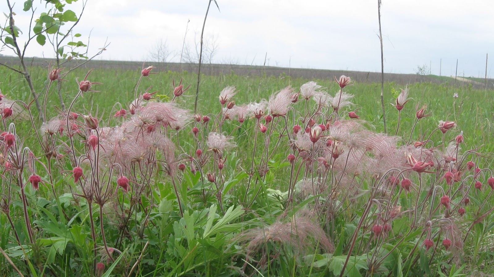 troutbirder: Prairie Smoke