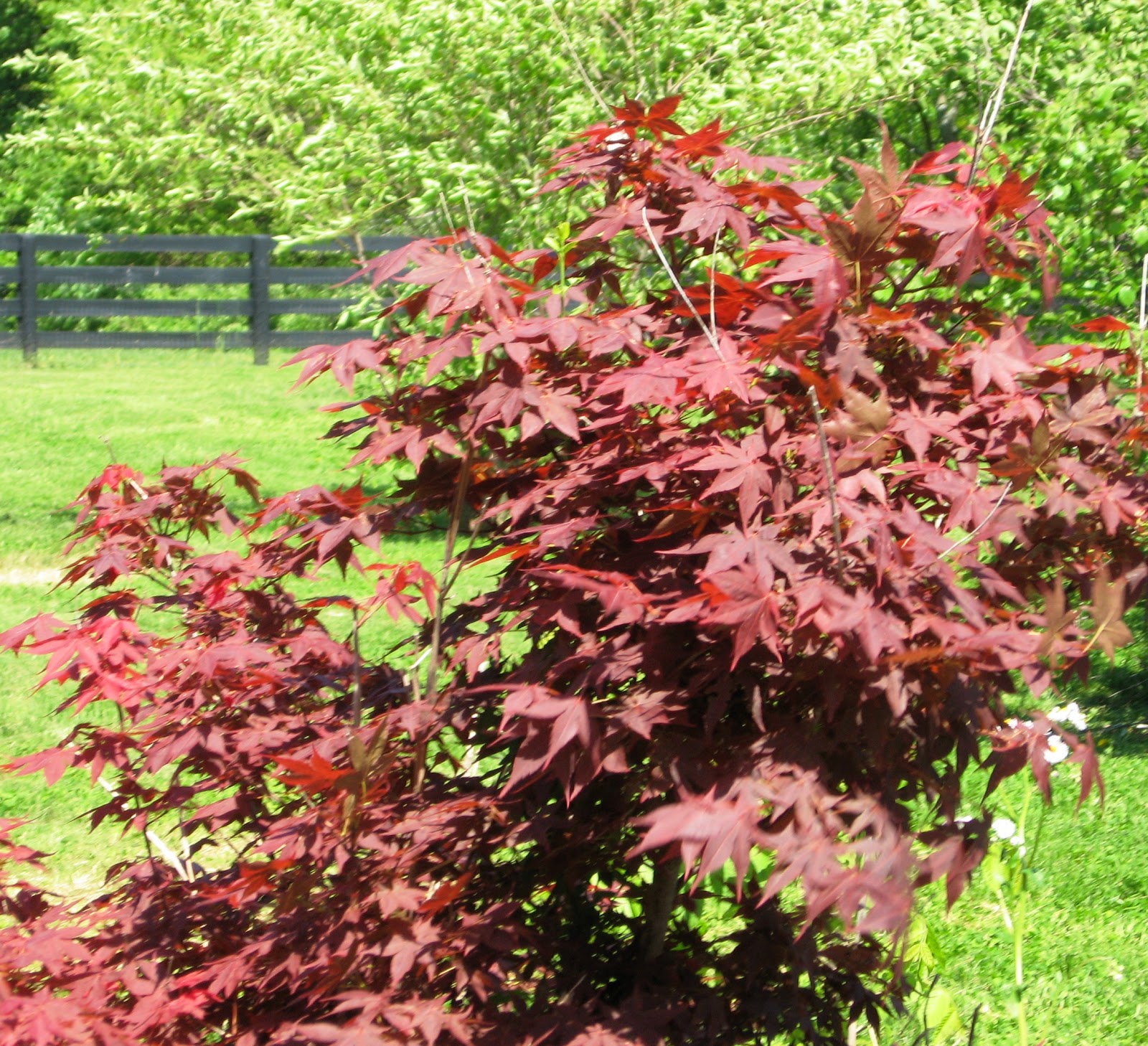 1 Acre Farm - Urban Farming in Louisville Kentucky: The Colors of Spring