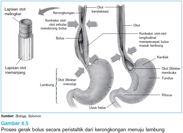 Anatomi & Fungsi Lambung | Paramita Blog