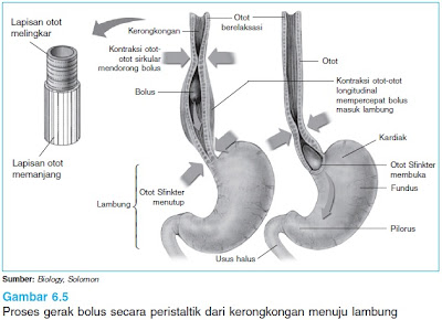 Anatomi & Fungsi Lambung | Paramita Blog