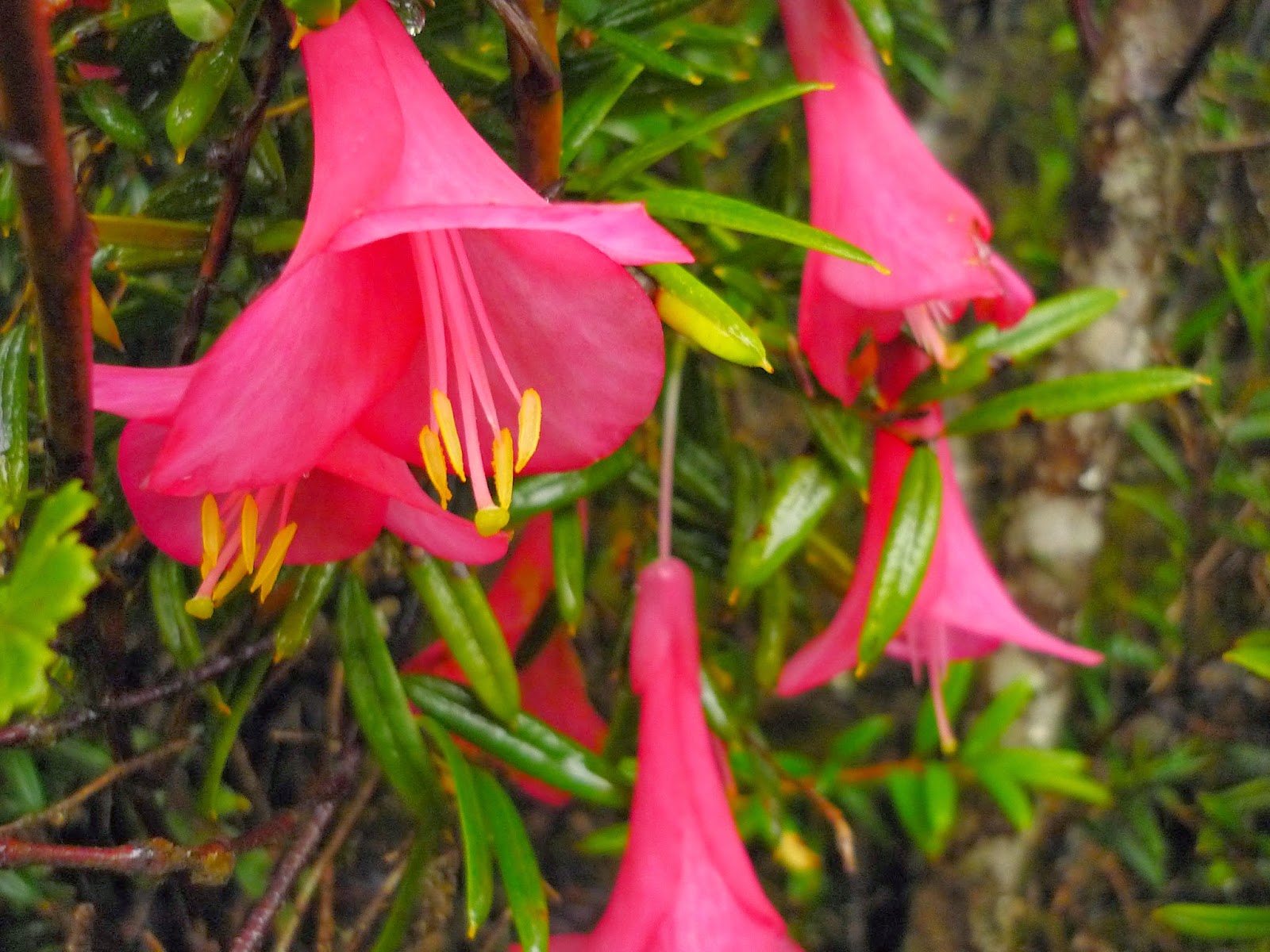 Bitacora de mi Chile: Coicopihue
