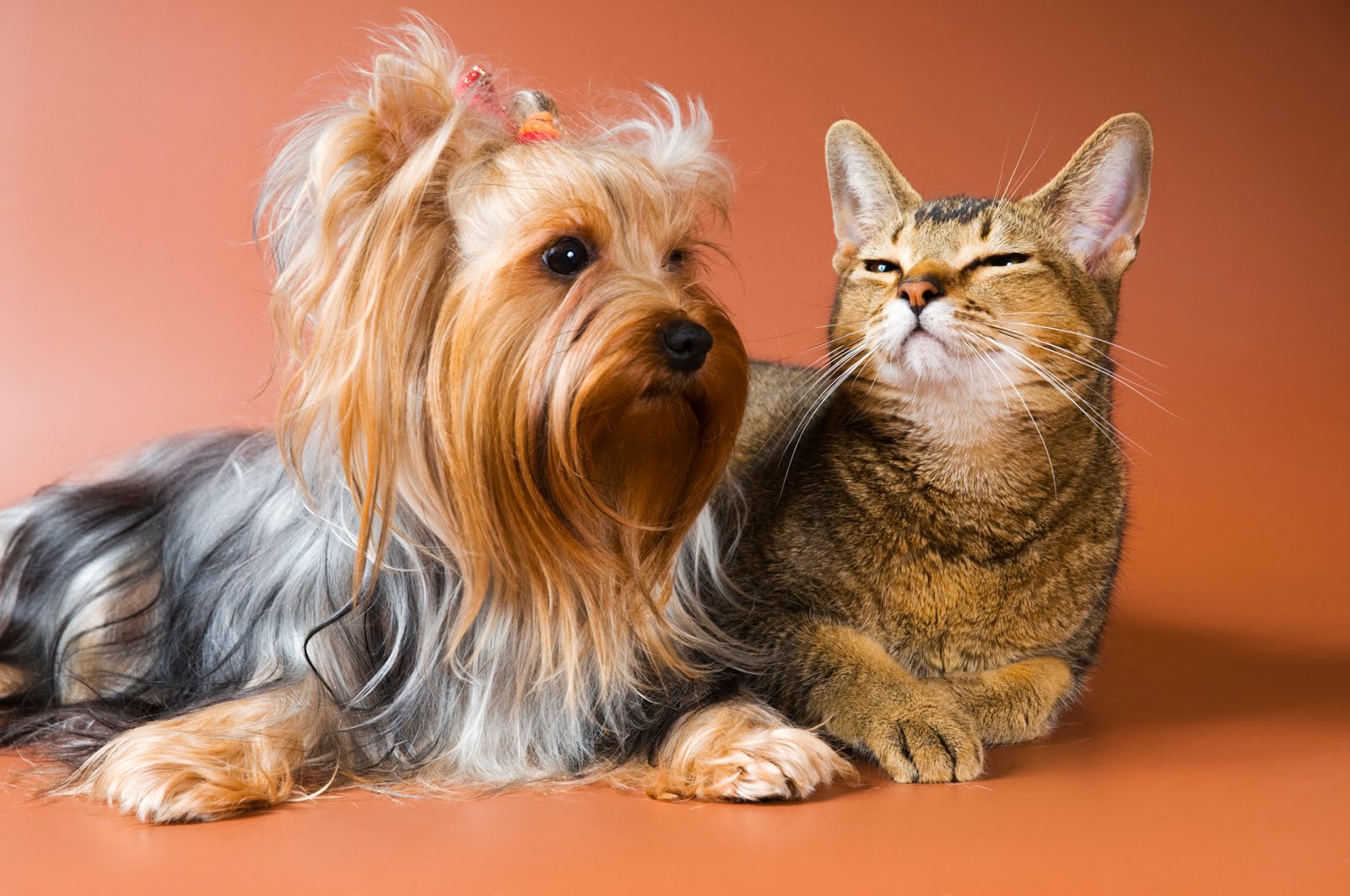 Banco de Imágenes Gratis: Perrito y gatito charlando sobre sus aventuras