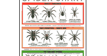 Frugal Freebies: FREEBIE: Spider Identification Chart (US)