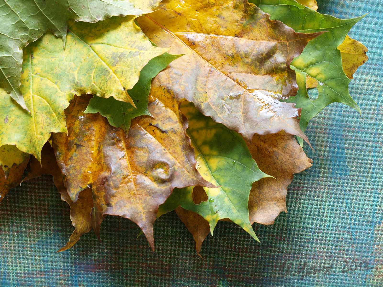 Kļavu lapas - PhotoBlogSite