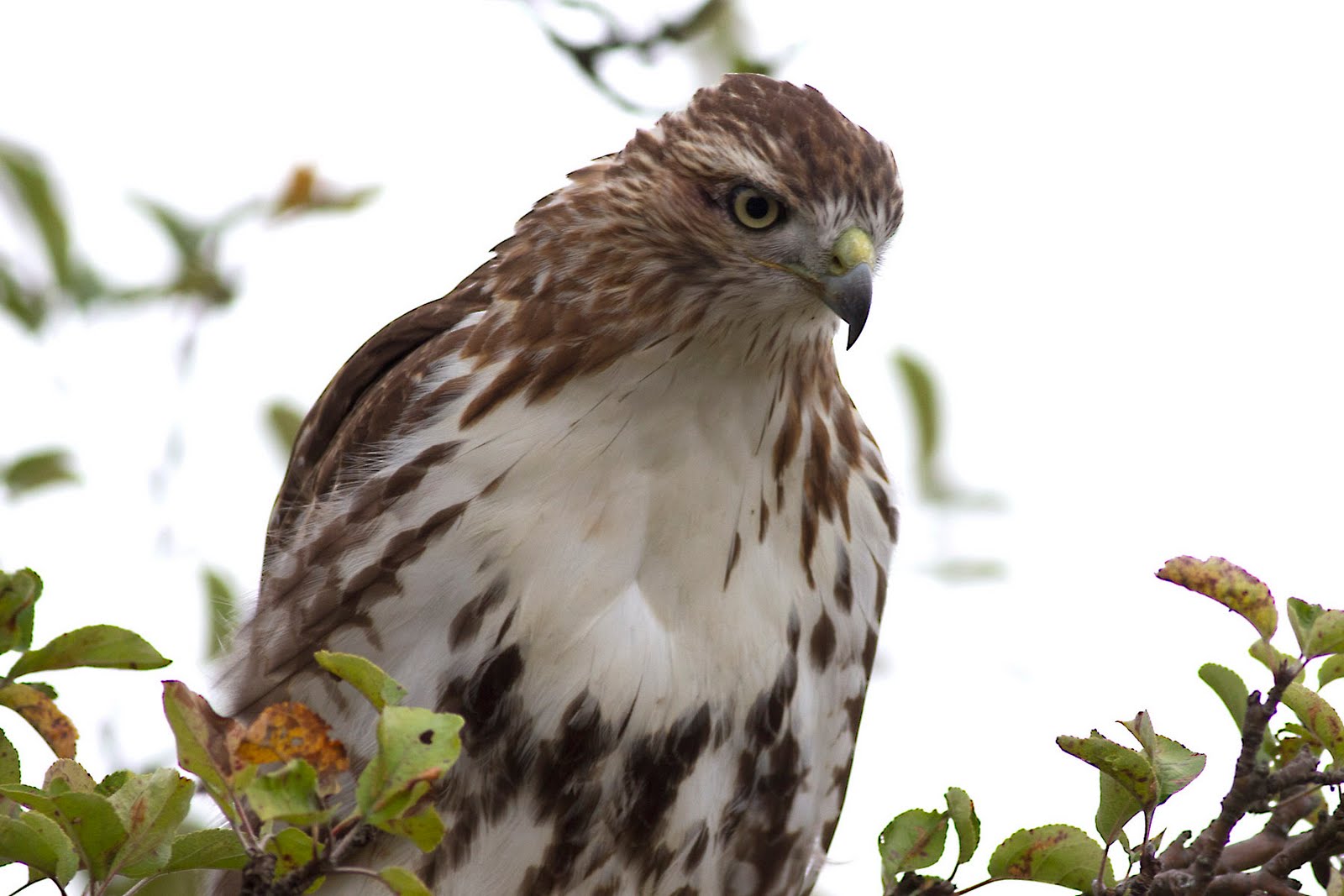 Ann Brokelman Photography: Red-Tailed hawk, Spotted Sandpiper at Rouge ...
