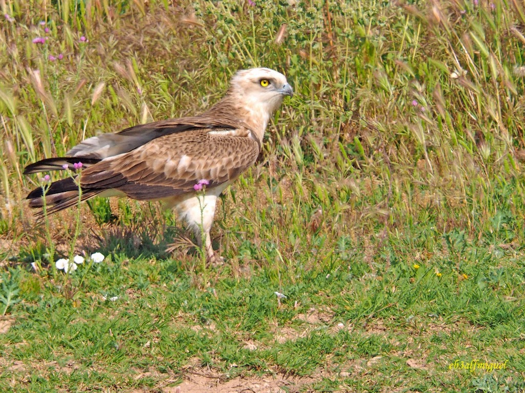 MIS AMIGAS LAS AVES: Culebrera europea (Circaetus gallicus)