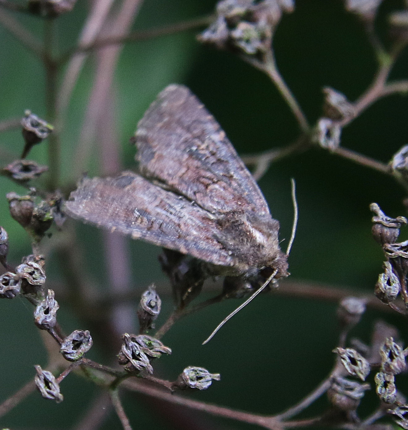 Birding with Flowers: July Moths