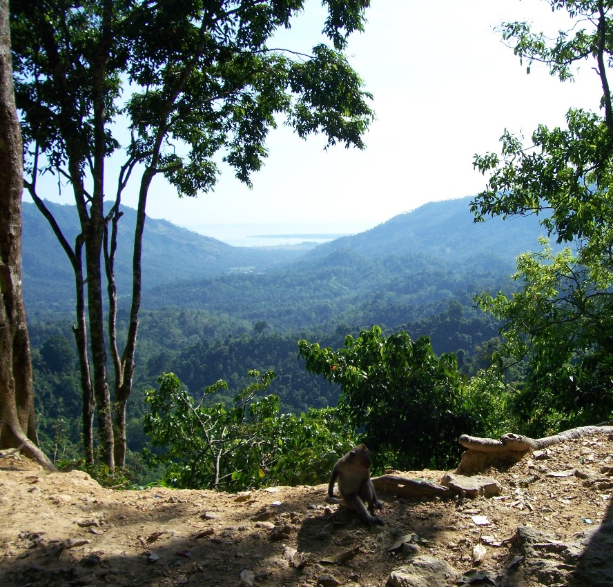 Pusuk Lombok - The Monkey Forest - Lombok Island