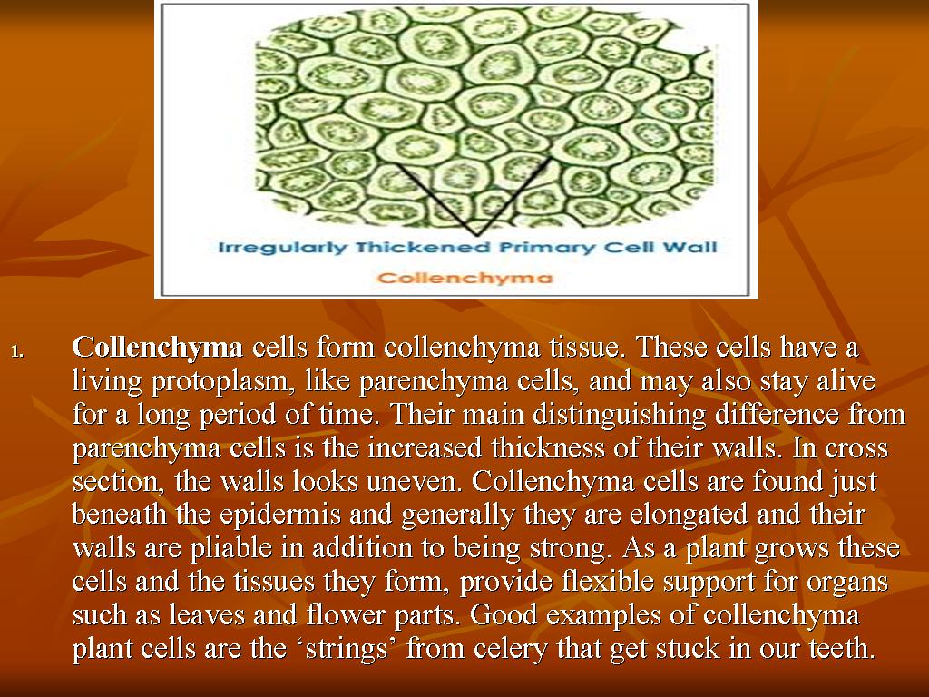 Simple Tissues Types /Parenchyma ,Collenchyma ,Sclerenchyma Tissues ...