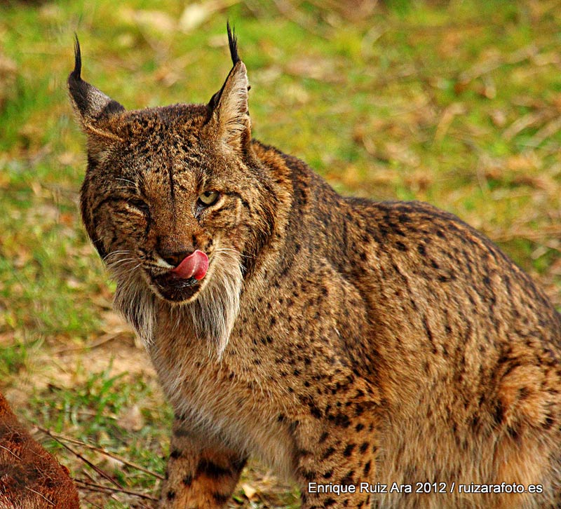 FOTO NATURA HUESCA 2: LINCE IBÉRICO lynx pardinus Coenraad Jacob ...