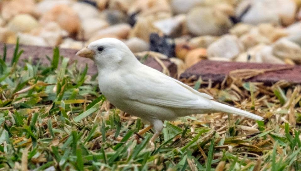 Cempaka Nature, Agriculture and Environment: Rare albino sparrow ...