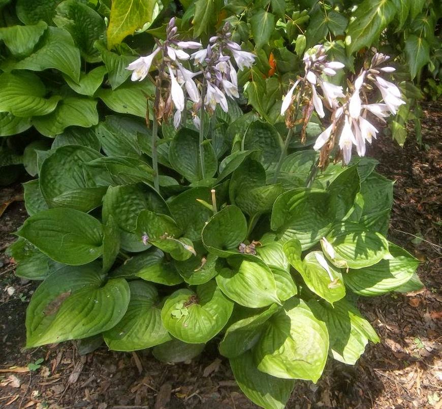 Future Plants by Randy Stewart: Hosta