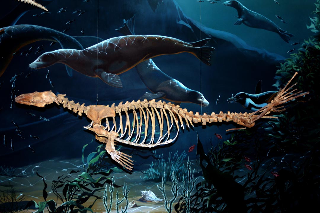 The Coastal Paleontologist: US Research trip part 7: USNM ocean hall ...