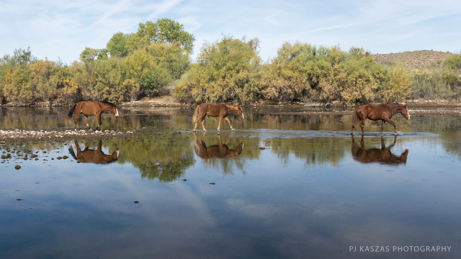 Arizona: The Salt River Wild Horses