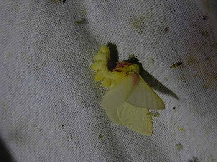 Field Biology in Southeastern Ohio: Silk Moths, Neuroptera, and other ...