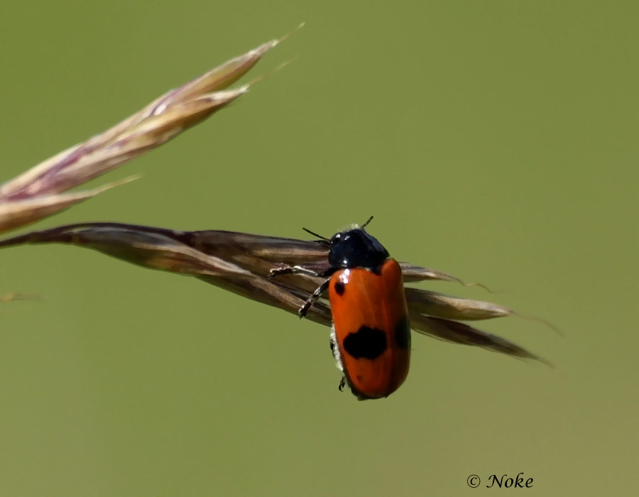 Fotos von Noke: Käfer auf der Wiese