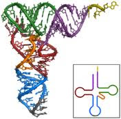 DNA Day: Structures of DNA, tRNA and mRNA