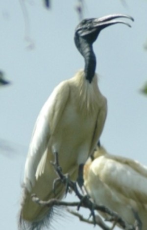 Pulau Seribu Jakarta Paket Wisata & Kapal: Bird paradise at Pulau Rambut