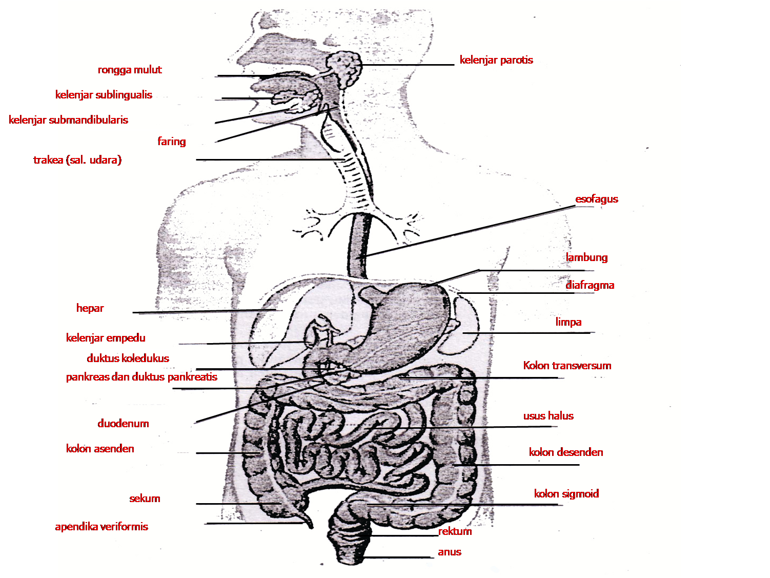 blog-o-blog: ASKEP ULKUS PEPTIKUM