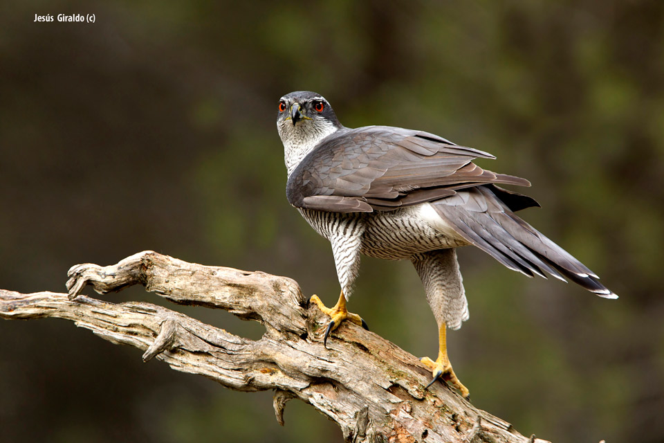 Jesús Giraldo Gutiérrez del Olmo. Visión natural: ACCIPITER GENTILIS
