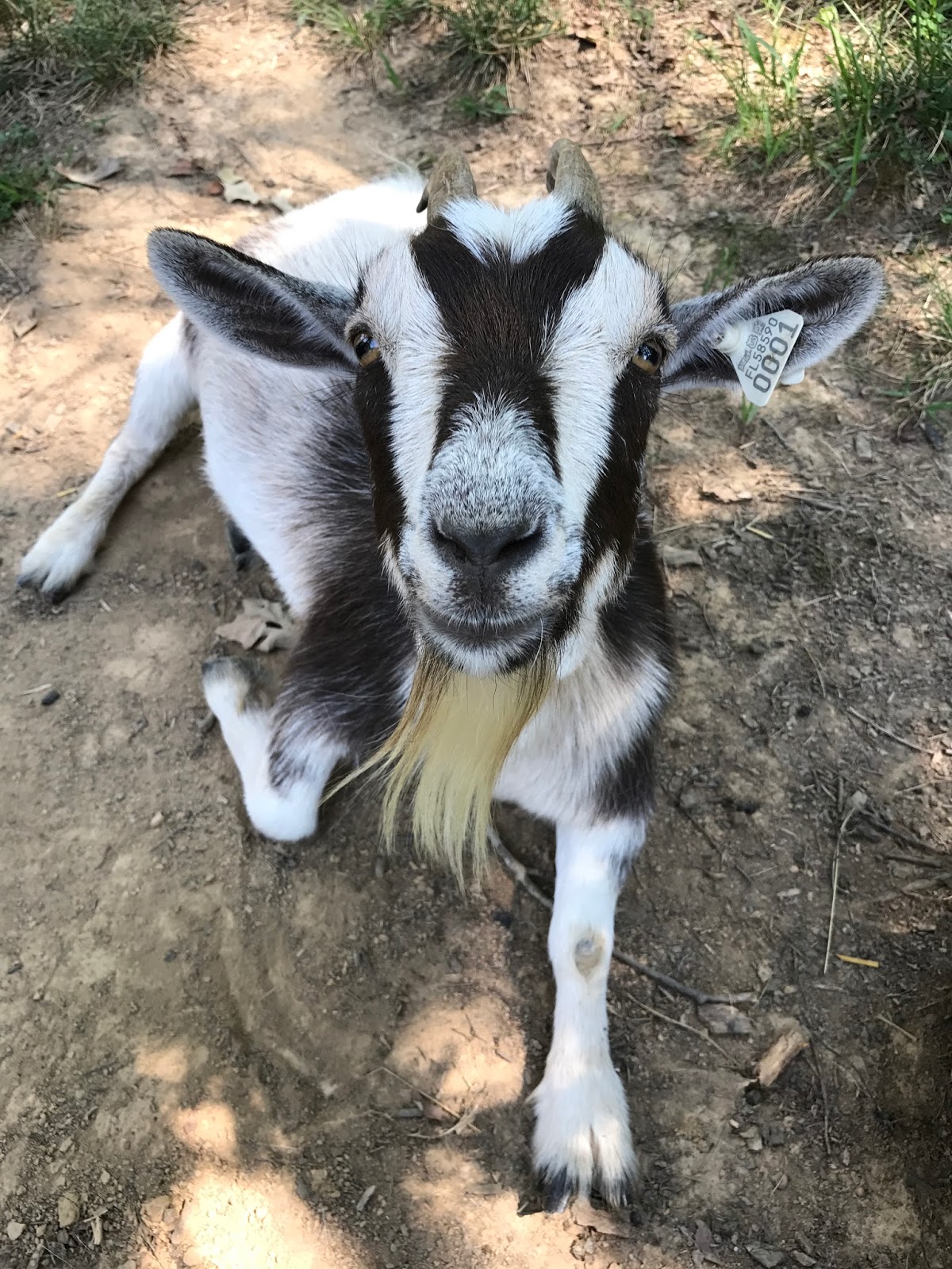 Goats Gone Grazing Acres: Scientific Observation of Goats and the Total ...