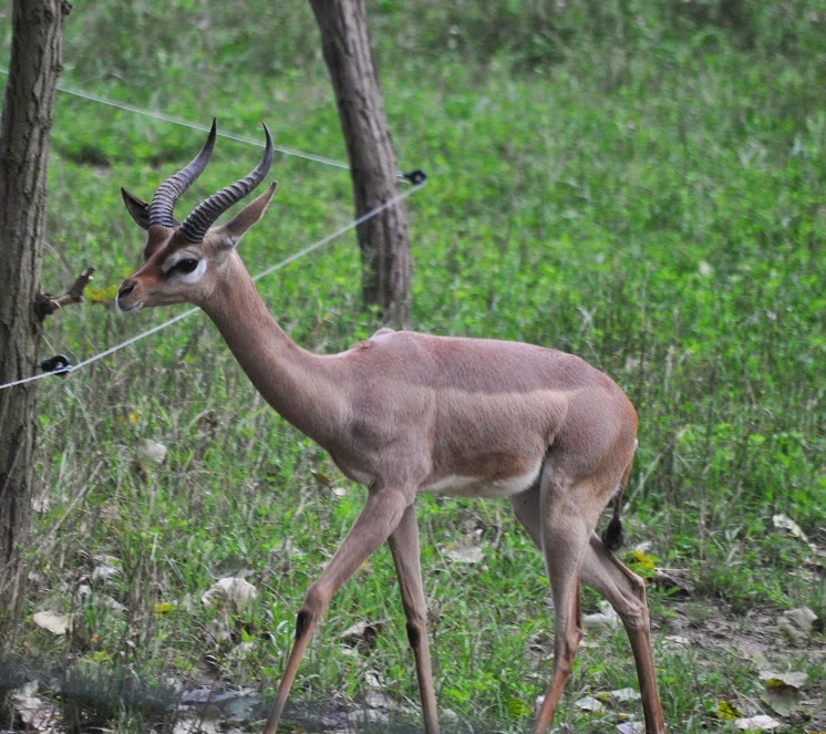 ZOOTOGRAFIANDO (6.100 ANIMALS): GERENUK / GERENUK (Litocranius walleri)