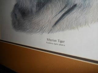 Peak Discounters: Wildlife Art: "Siberian Tiger" by Barbara Keel - $150