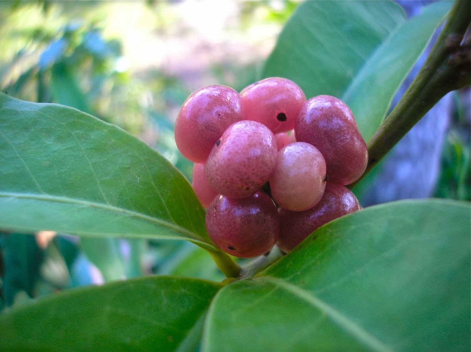 food play: ' AUSSIE small mouthed NANNYGAI