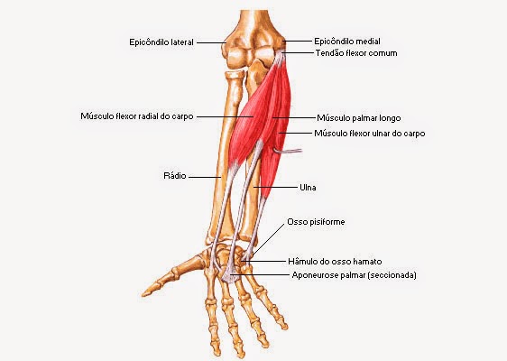 Blogdanatomia: Músculos